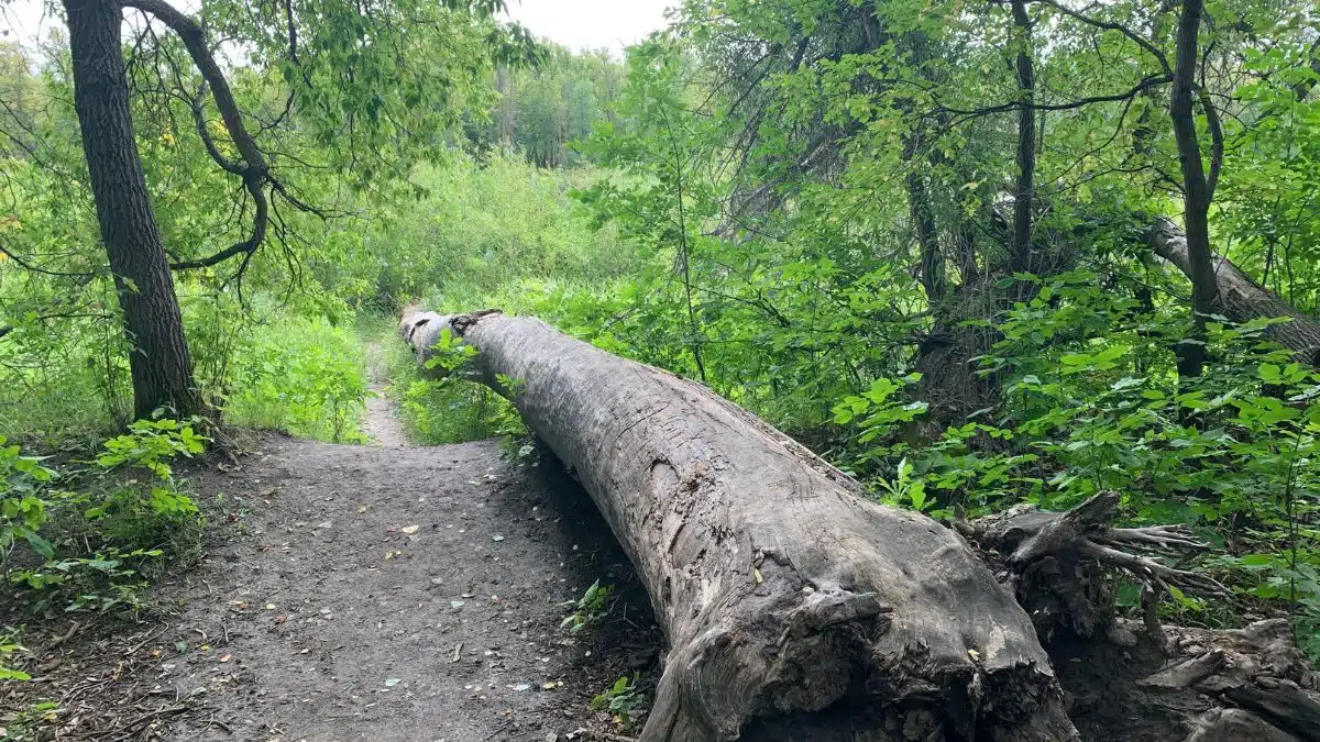 Beaudry Park Trails - CPAWS Manitoba